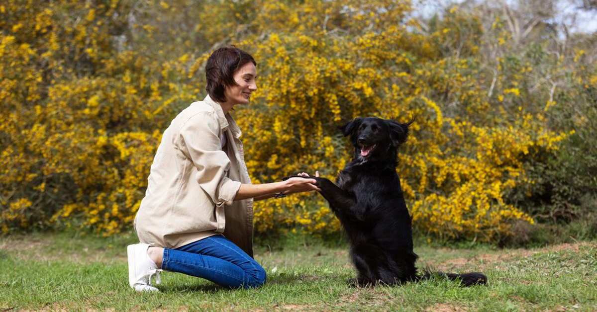 Responsible Dog Ownership - CKC.INSTITUTE