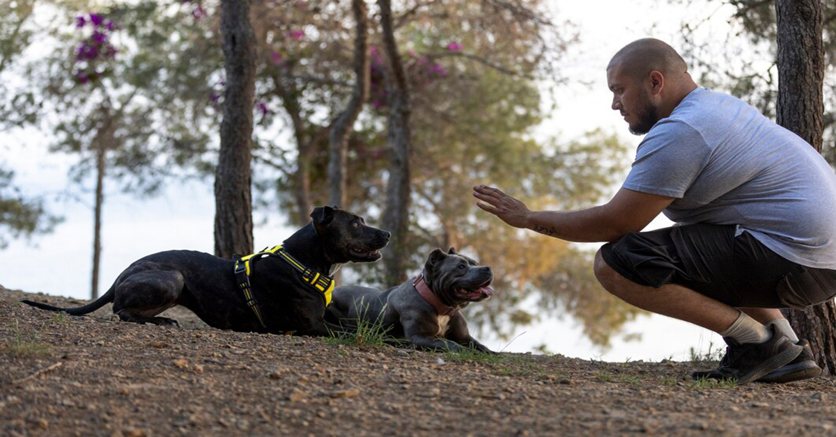 Teaching Dogs Commands - CKC.INSTITUTE