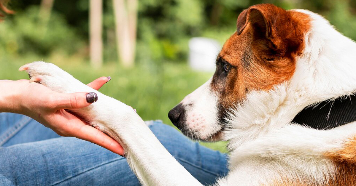 Treating Paw Pad Injuries - CKC Institute