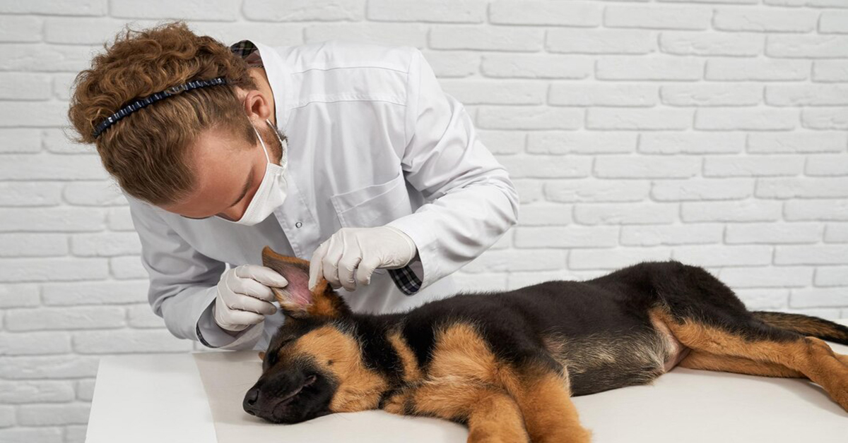 Vestibular Diseases in Dogs - CKC.INSTITUTE